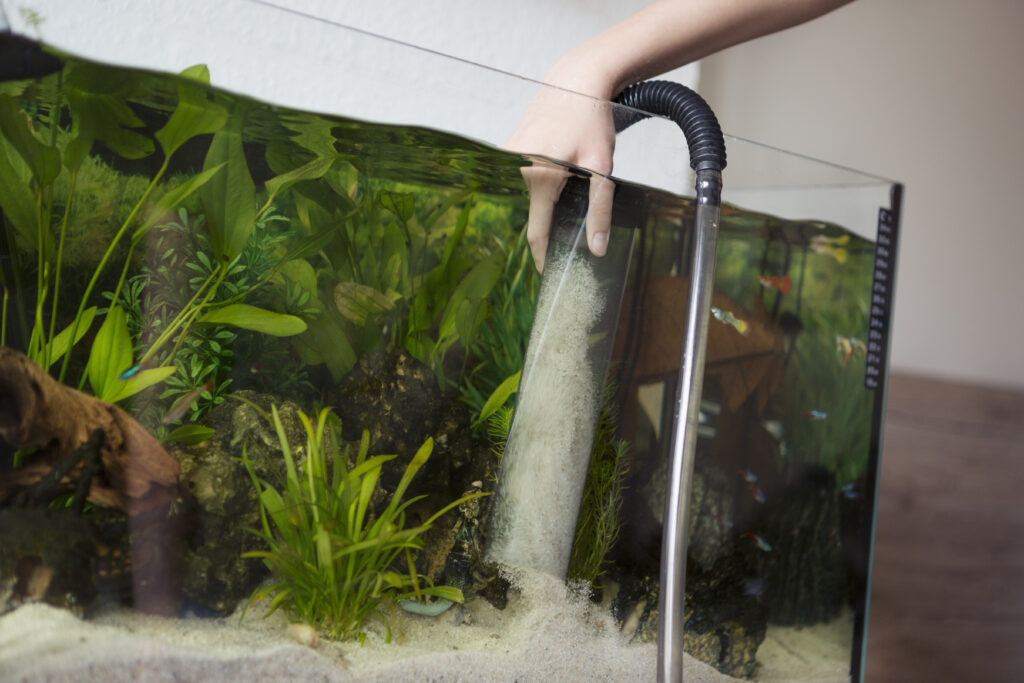 Fish Tank Cleaning Service & Aquarium Maintenance in Chennai